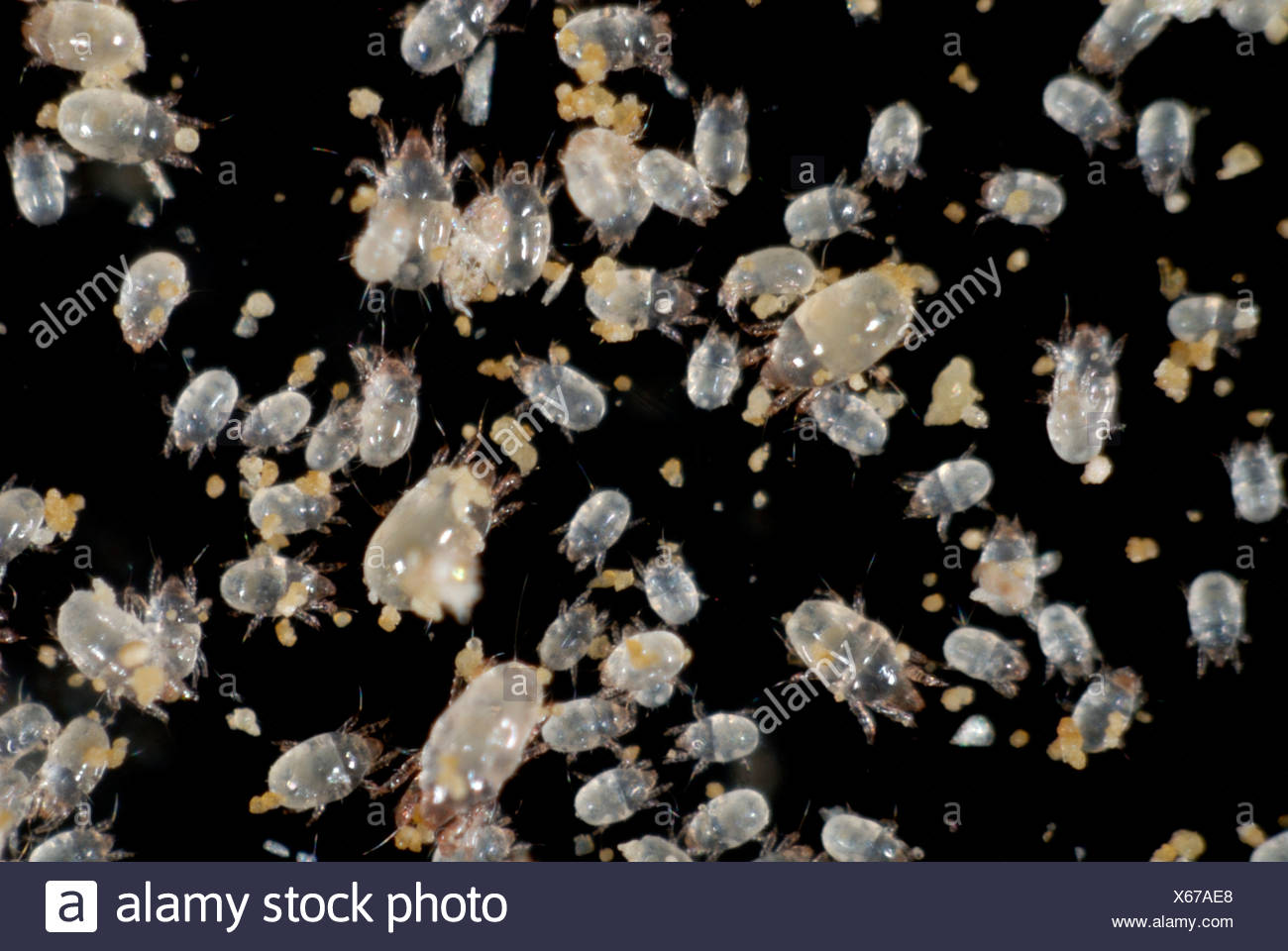 Acarus Siro High Resolution Stock Photography and Images - Alamy