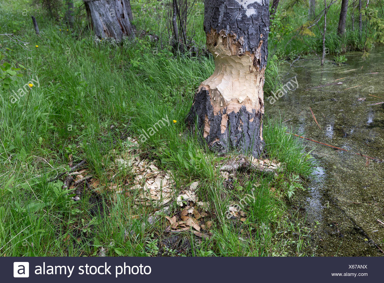 Tree Chewed Beaver High Resolution Stock Photography and Images - Alamy
