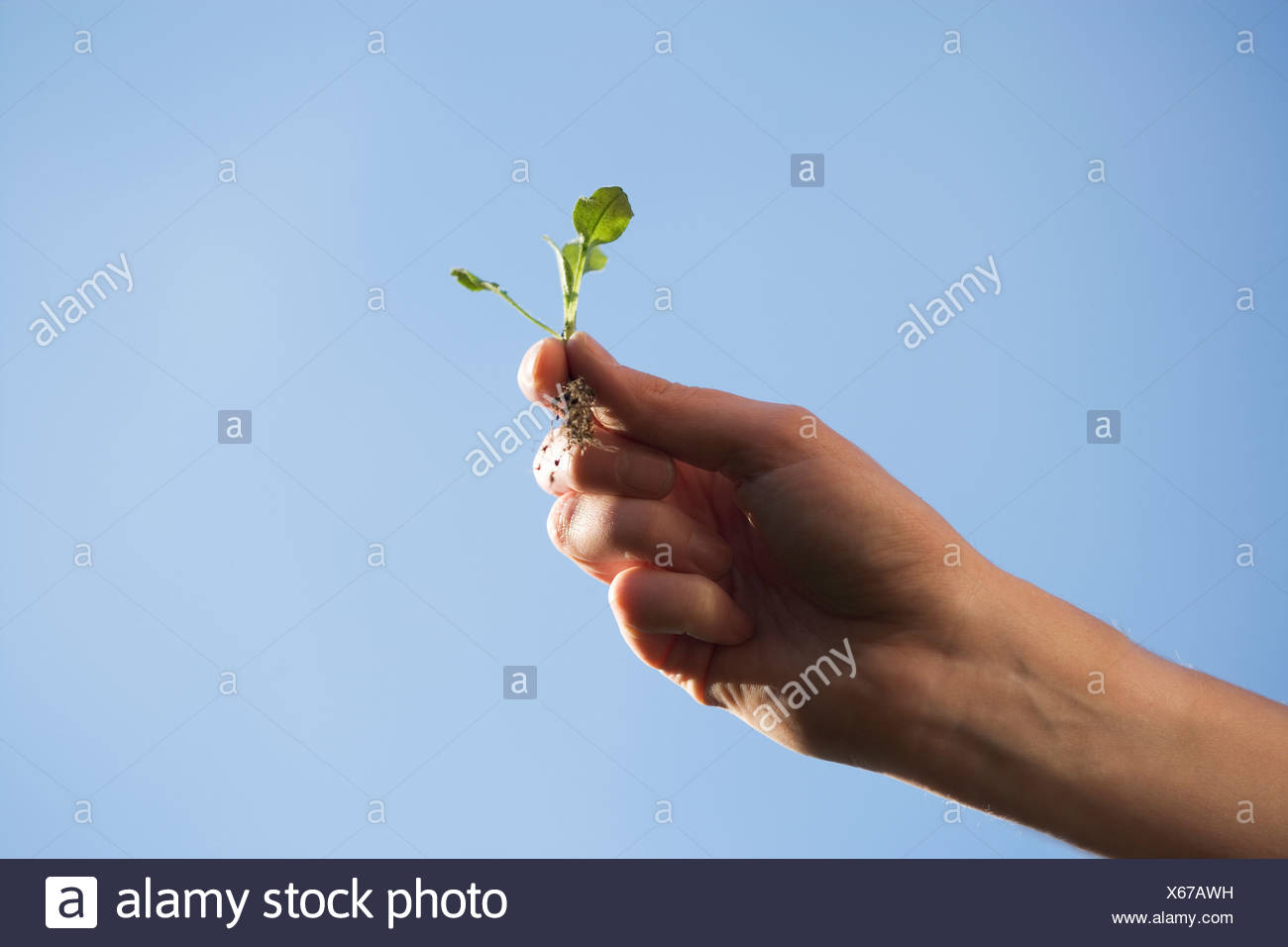 Seedling And Roots Stock Photos & Seedling And Roots Stock Images - Alamy