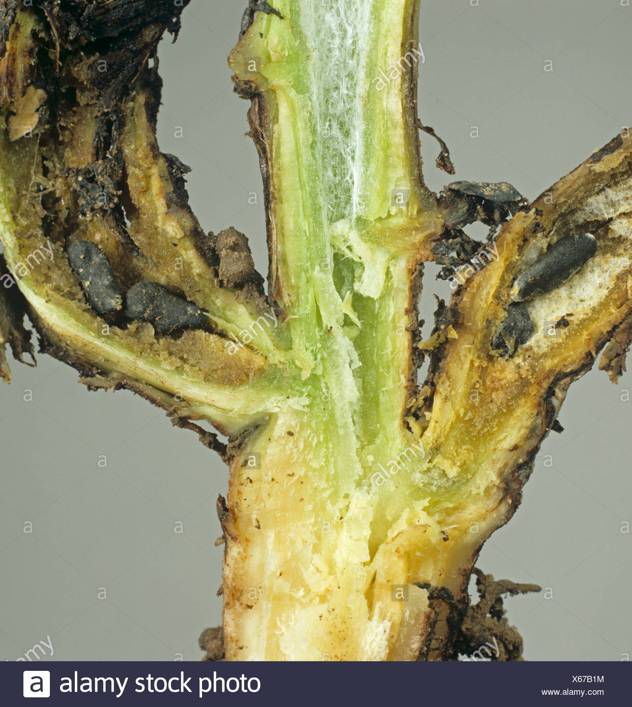 Bean Plant Roots High Resolution Stock Photography and Images - Alamy