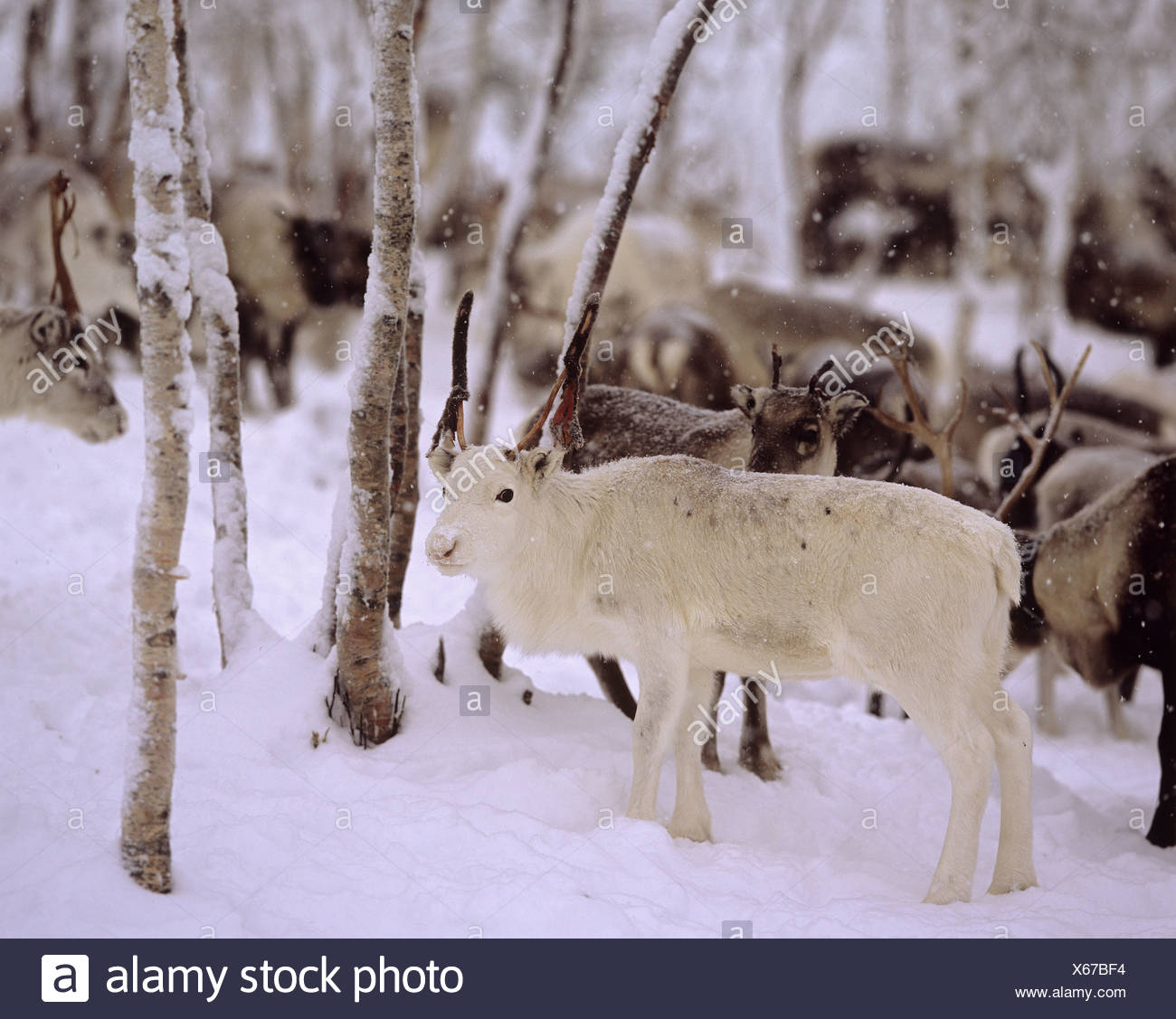 White Reindeer Stock Photos & White Reindeer Stock Images - Alamy