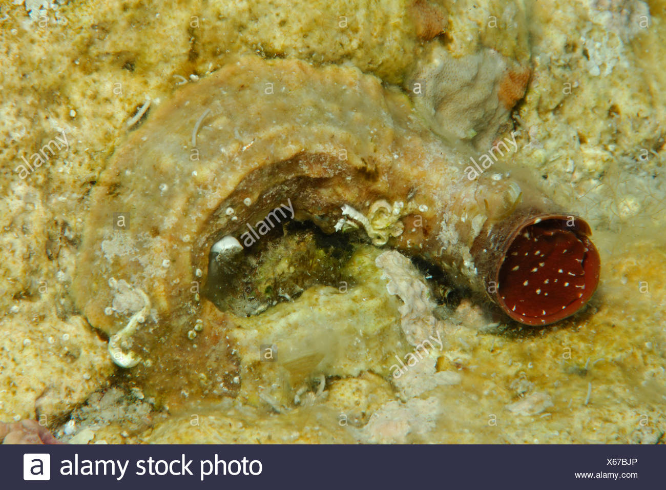 Worm Shell High Resolution Stock Photography and Images - Alamy