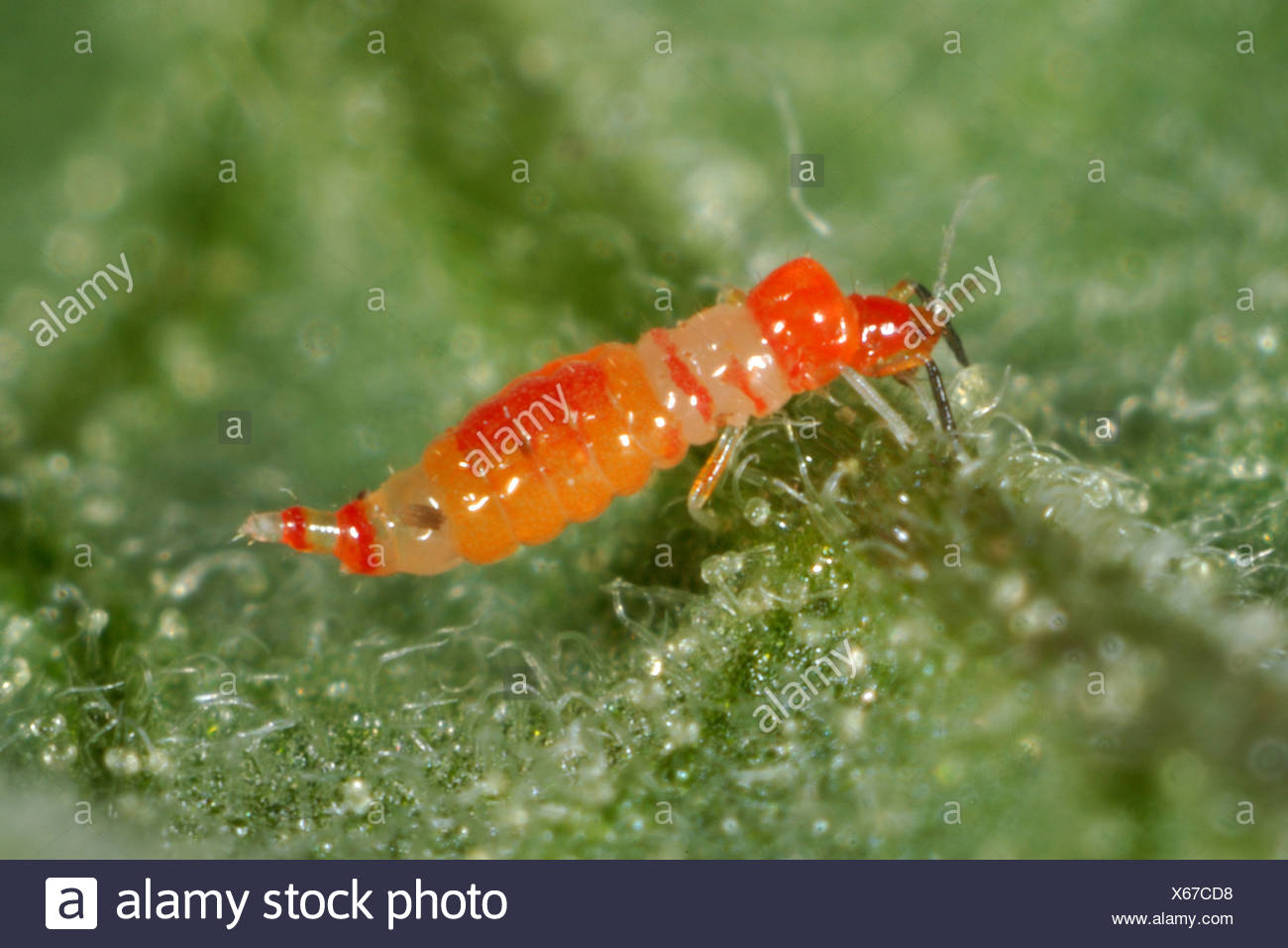 Greenhouse Thrips High Resolution Stock Photography and Images - Alamy