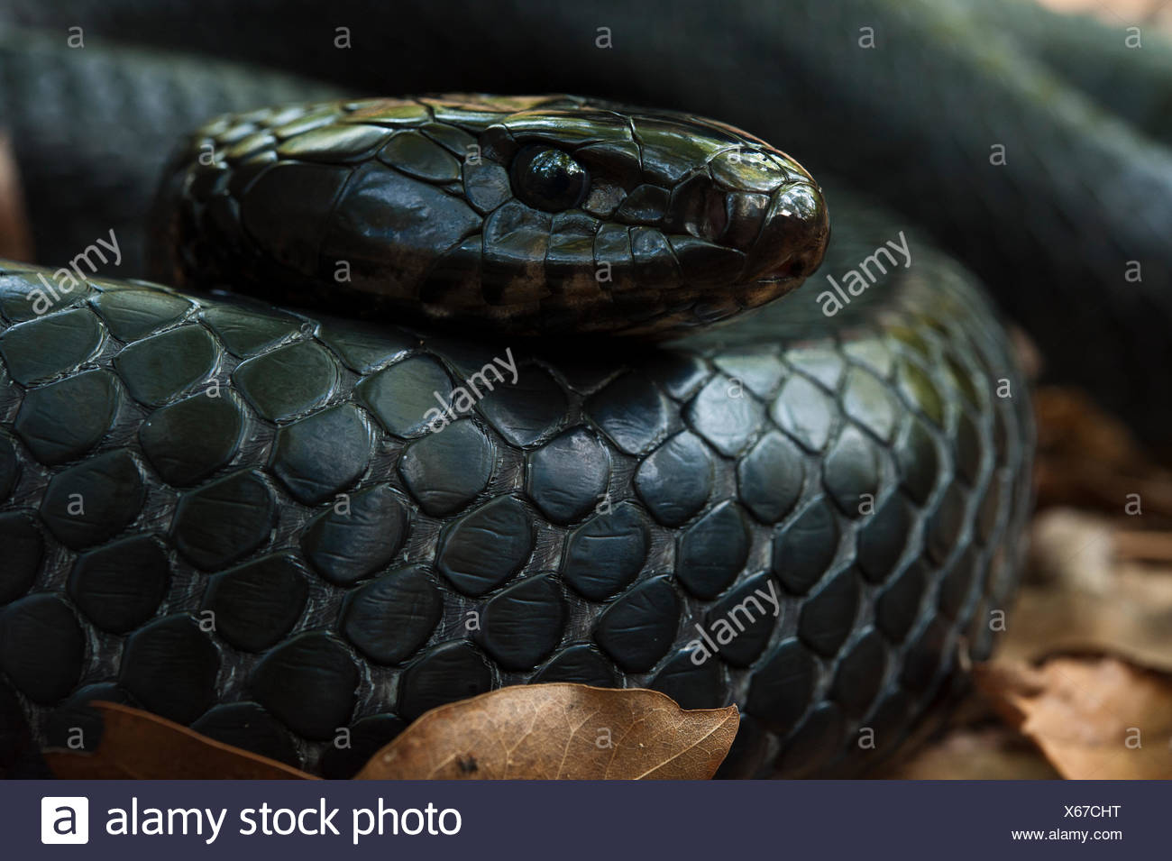 Snake Face Close Up High Resolution Stock Photography and Images - Alamy
