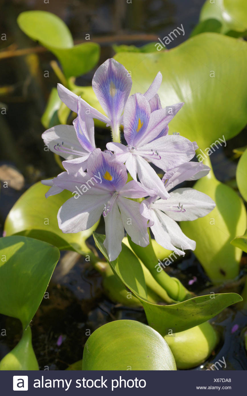Water Hyacinth High Resolution Stock Photography and Images - Alamy