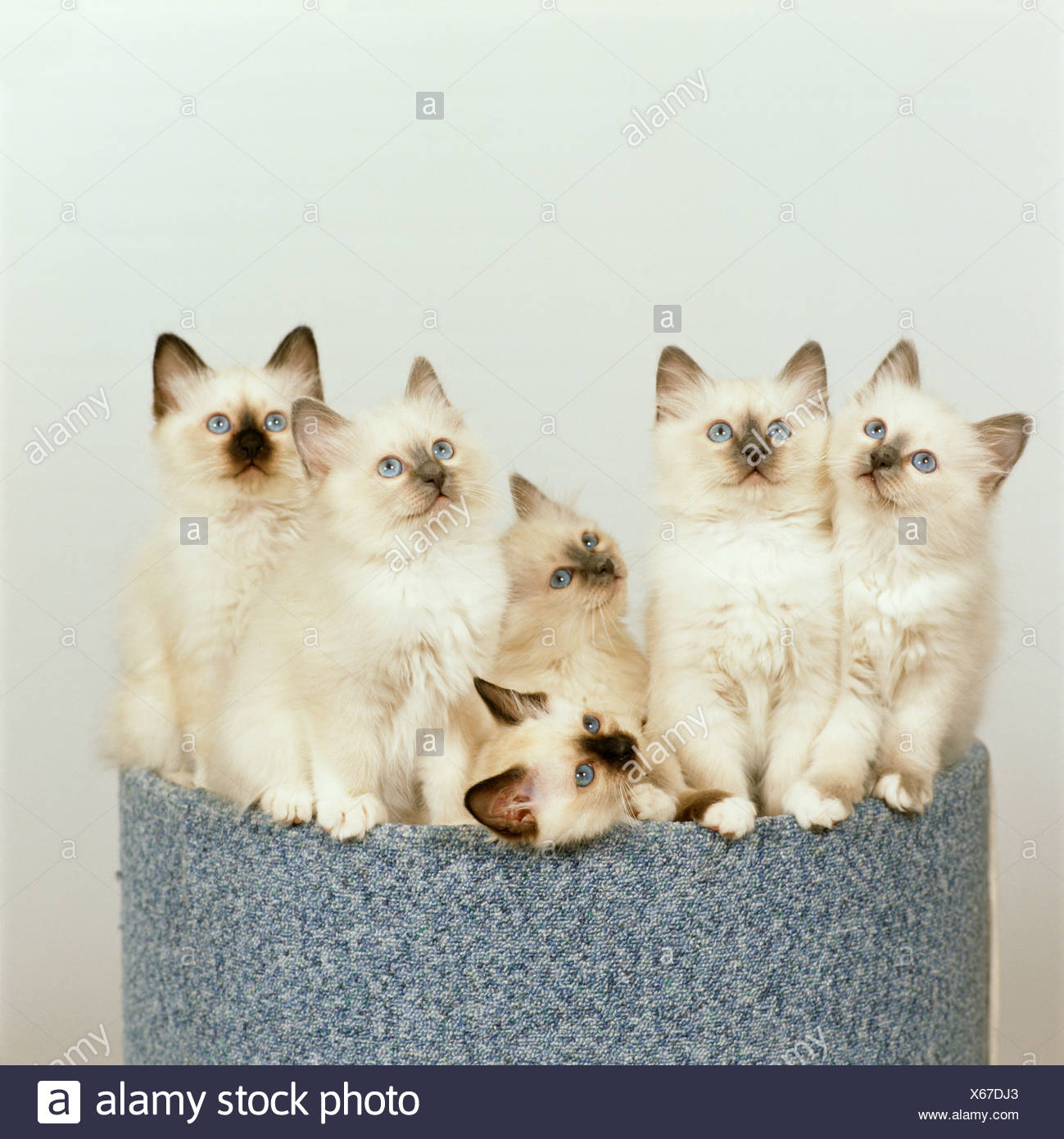 Animal Six High Resolution Stock Photography and Images - Alamy