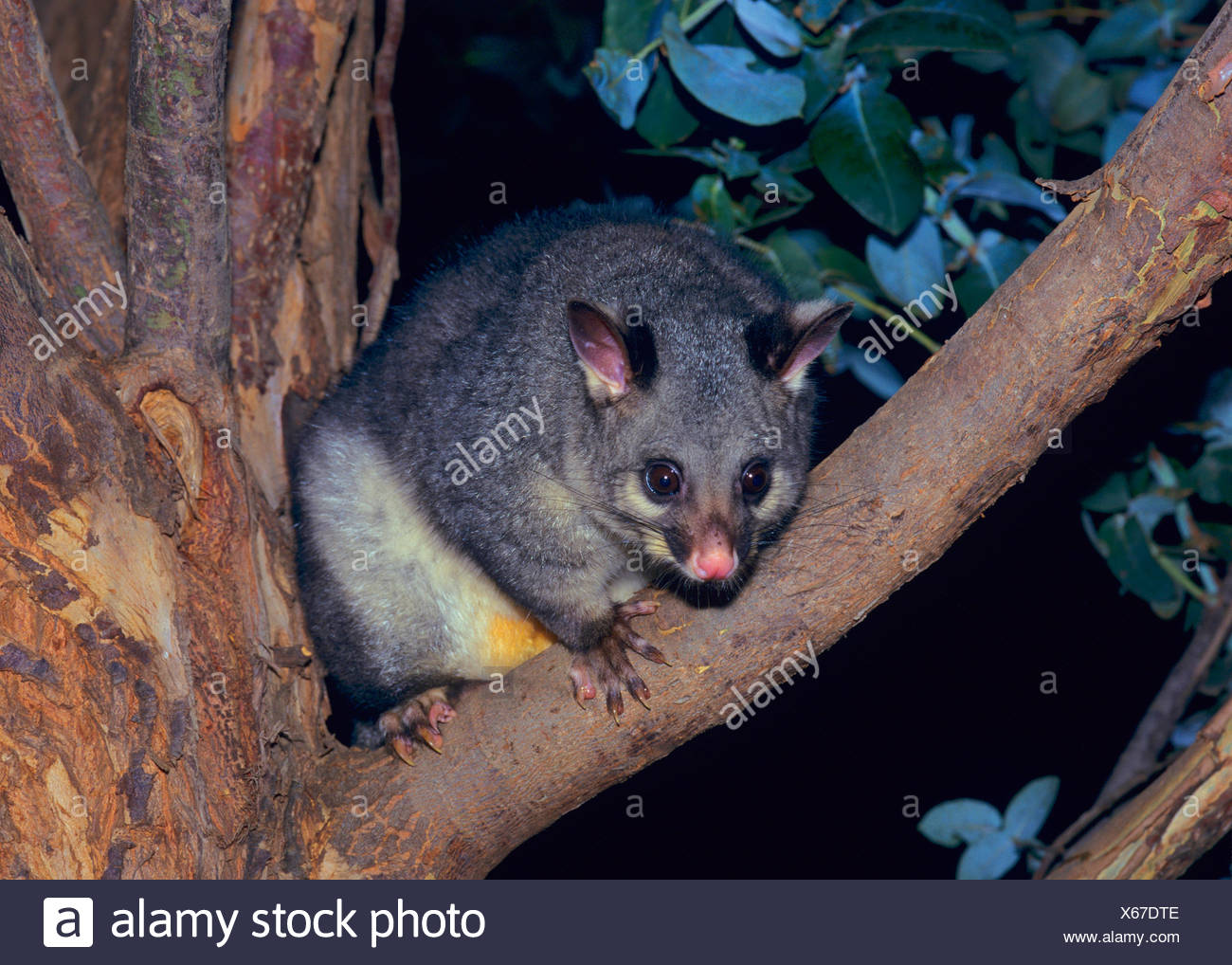 Cuscus Marsupial Possum In Tree High Resolution Stock Photography and ...