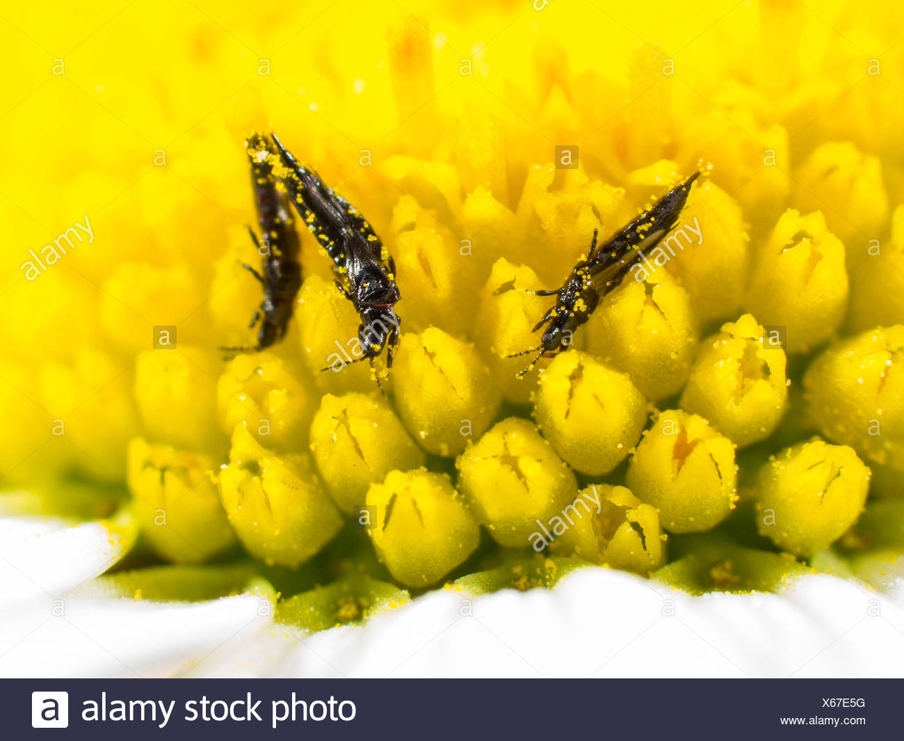 Thrips Suocerathrips Lingus High Resolution Stock Photography and ...