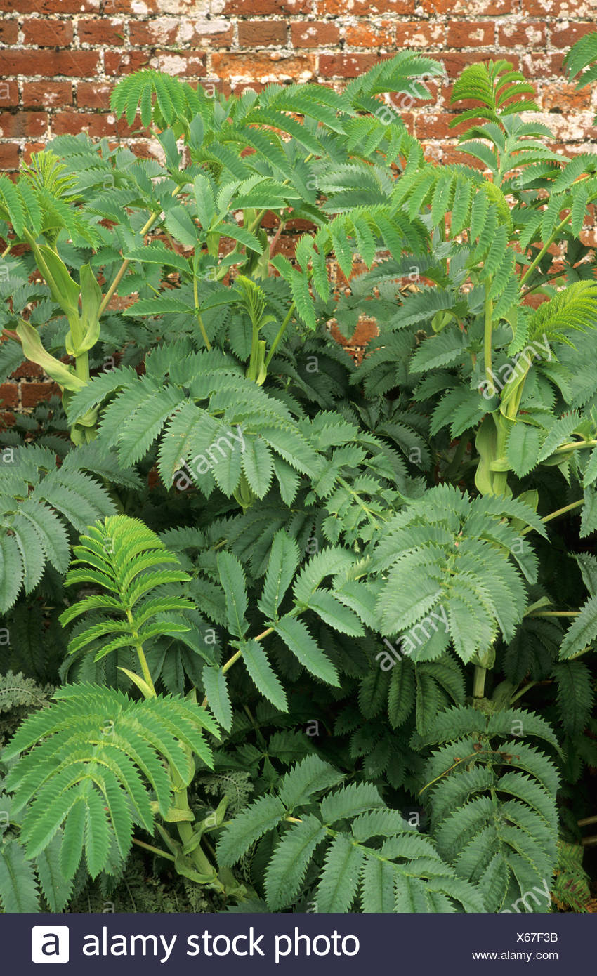 Melianthus Major Honey Bush High Resolution Stock Photography and ...