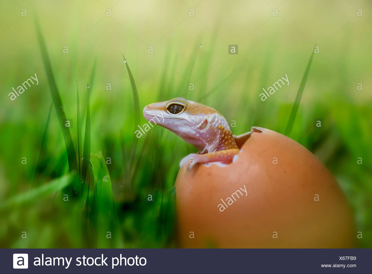 Egg Hatching Baby Stock Photos & Egg Hatching Baby Stock Images - Alamy