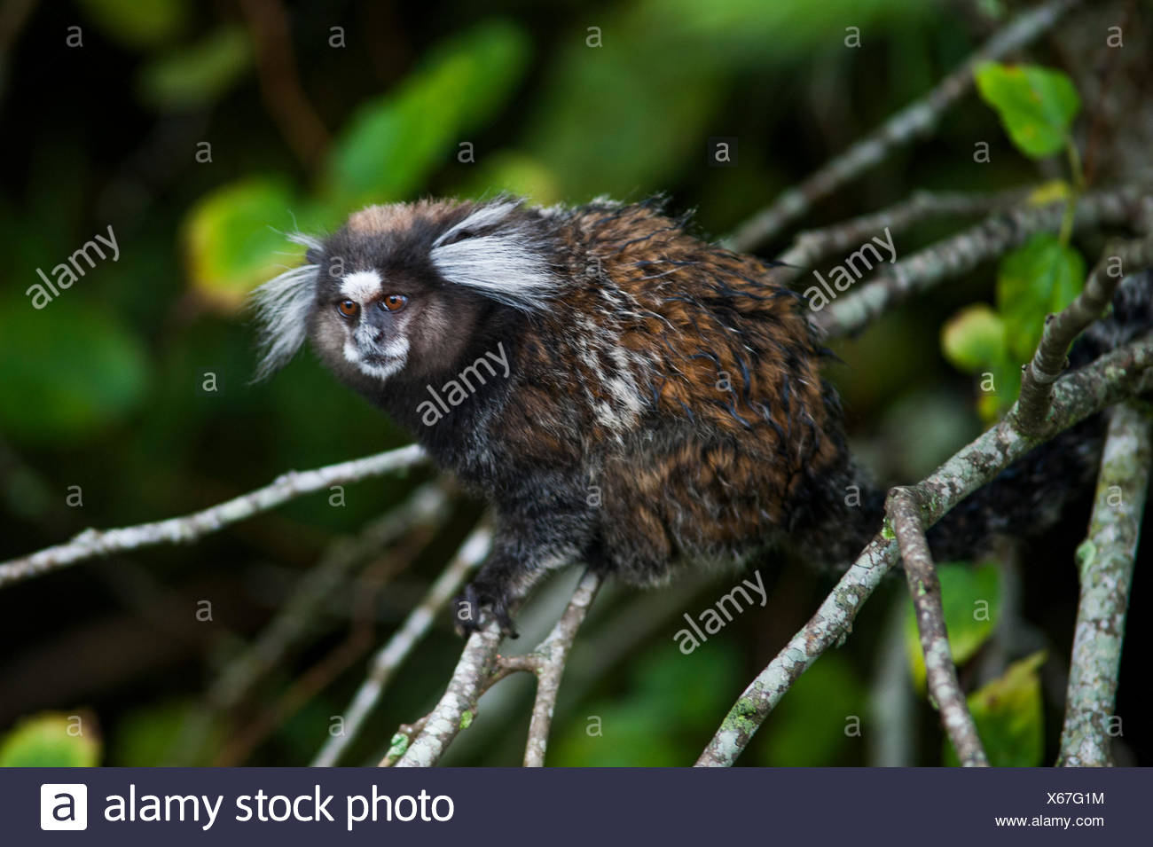 Black Tufted Marmoset Stock Photos & Black Tufted Marmoset Stock Images ...