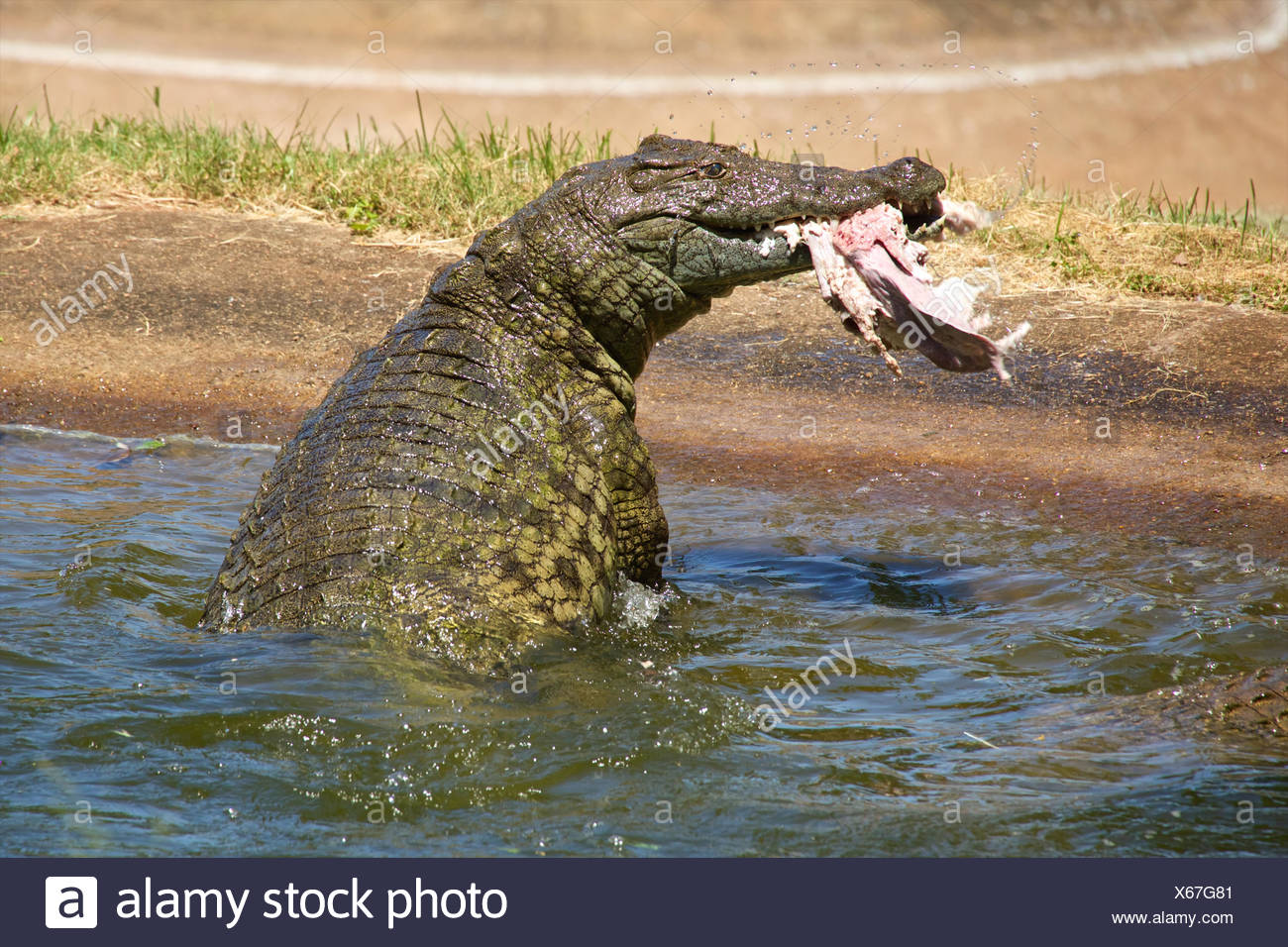 Crocodile Eating High Resolution Stock Photography and Images - Alamy