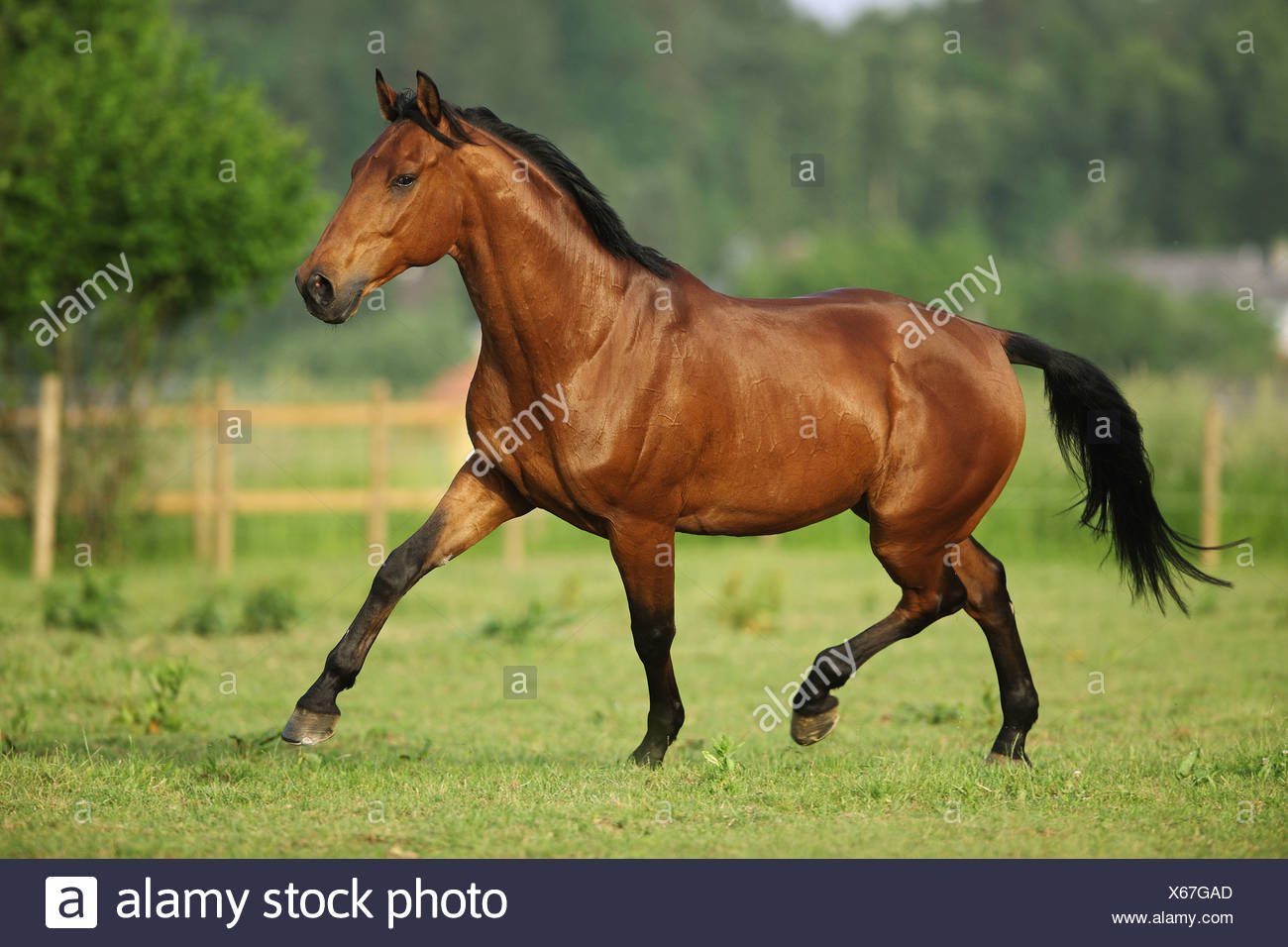 Nonius Horse High Resolution Stock Photography and Images - Alamy