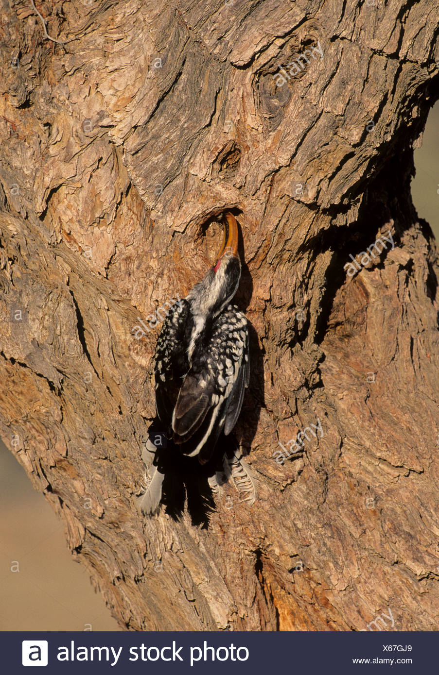 Hornbill Nest Stock Photos & Hornbill Nest Stock Images - Alamy