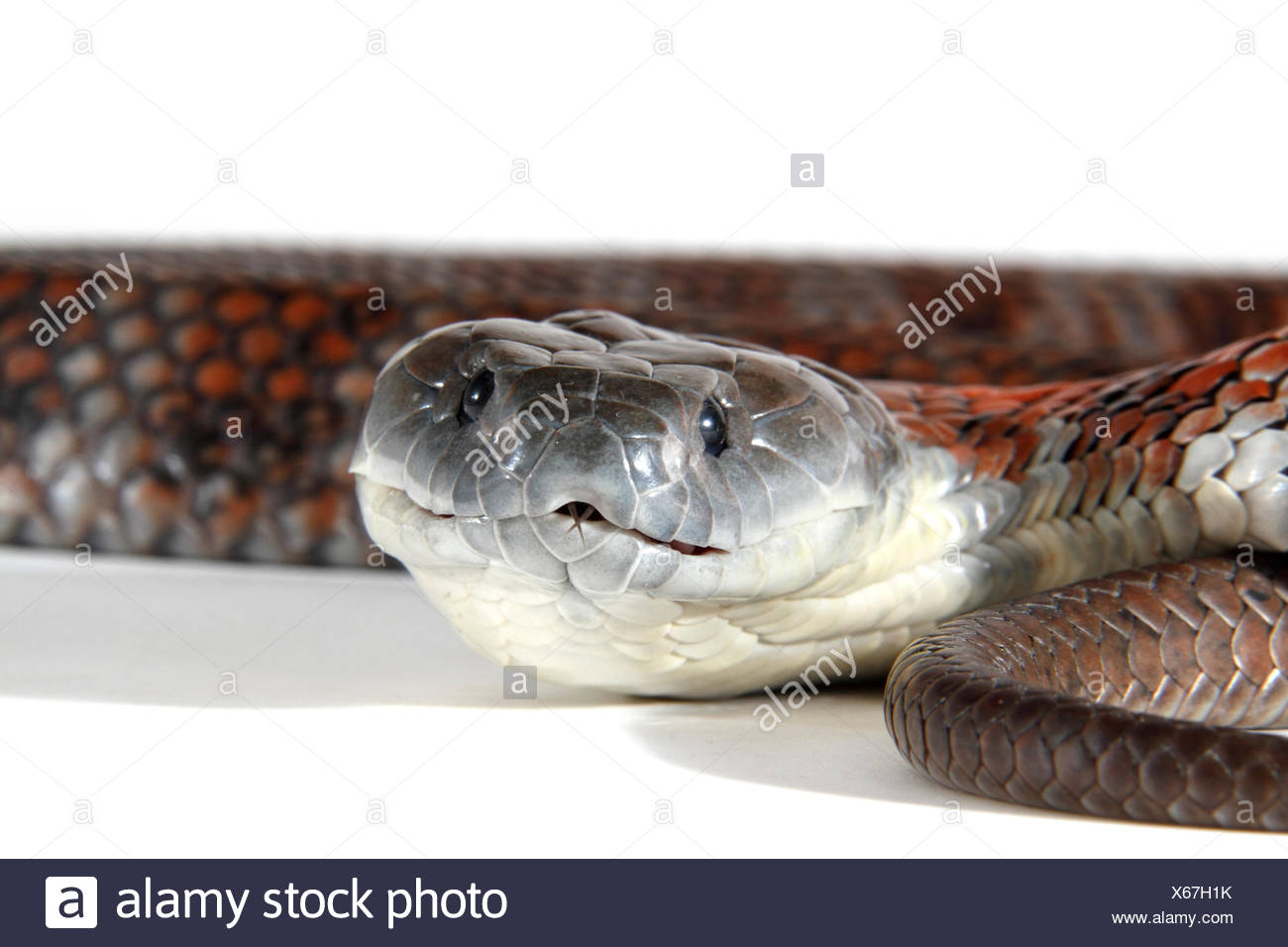 Mainland Tiger Snake High Resolution Stock Photography and Images - Alamy