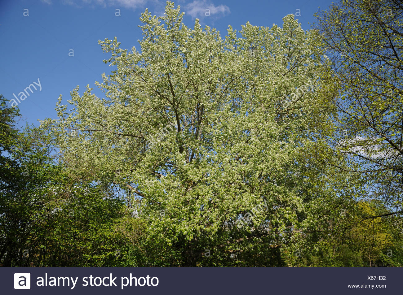 Weisspappel Silber Pappel Populus Alba High Resolution Stock ...