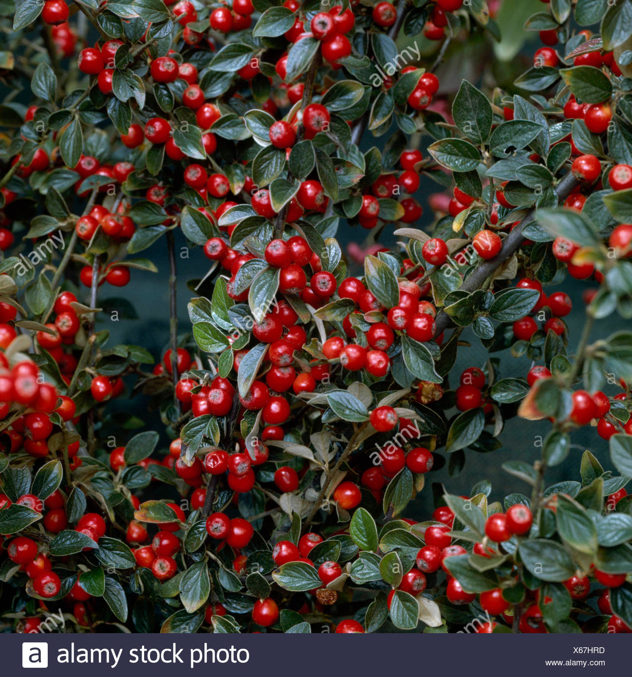 Cotoneaster Franchetii High Resolution Stock Photography and Images - Alamy
