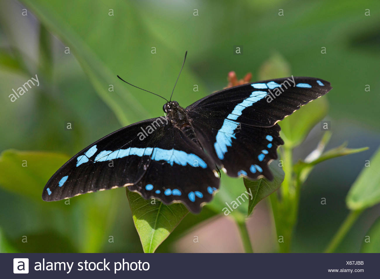 African Swallowtail High Resolution Stock Photography and Images - Alamy