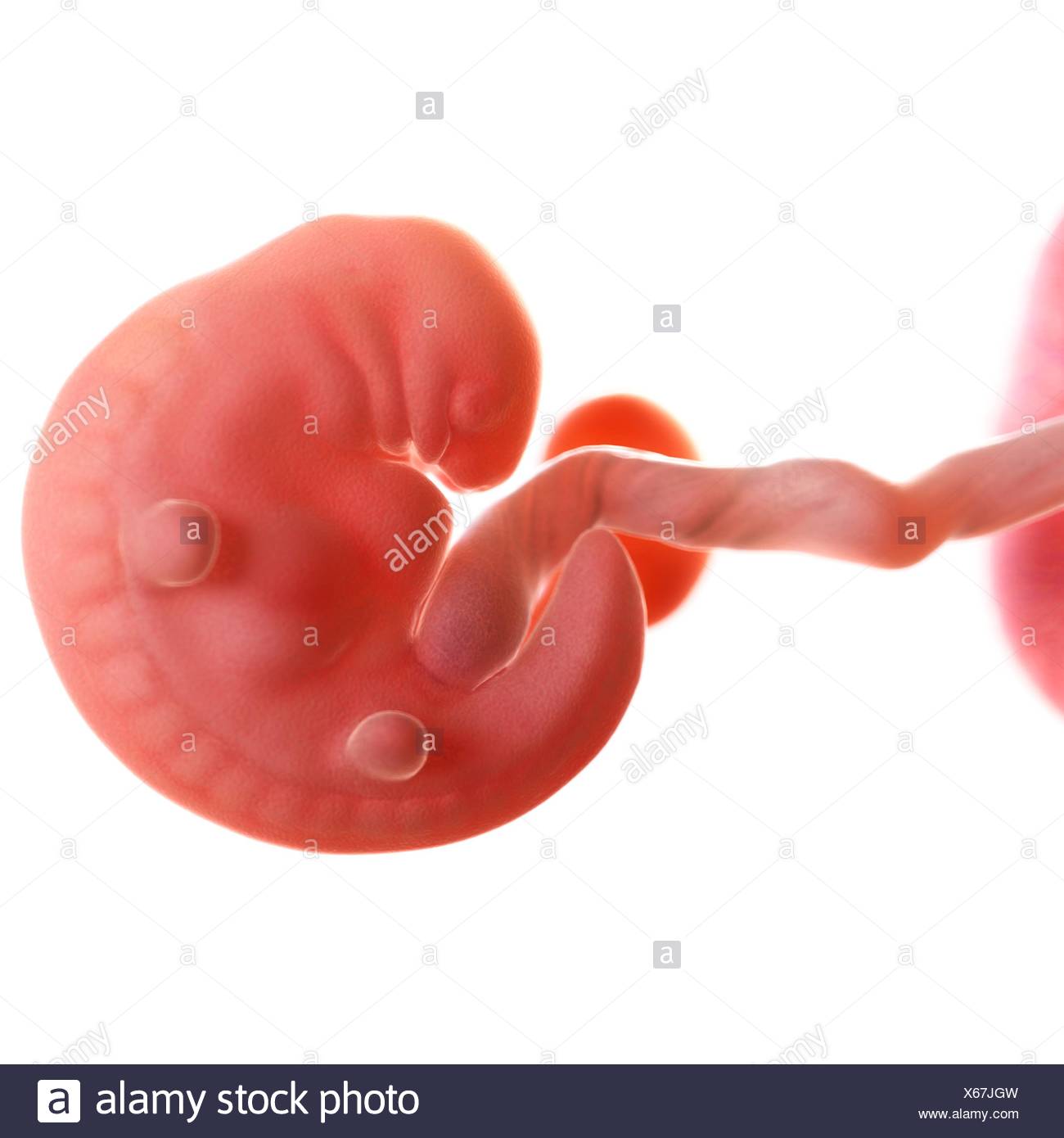 Fetus 6 Weeks High Resolution Stock Photography and Images - Alamy