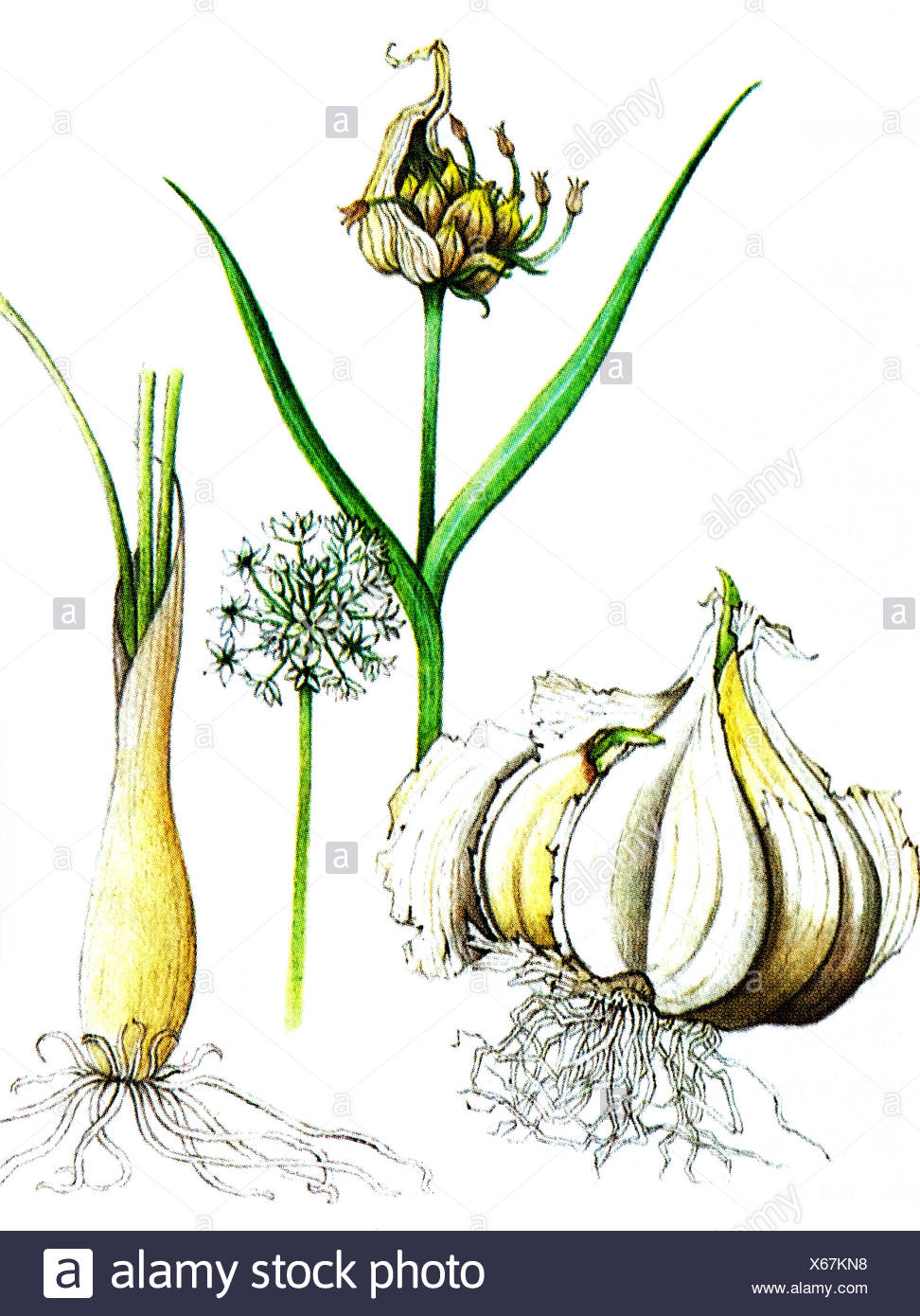 Illustration Garlic High Resolution Stock Photography and Images - Alamy
