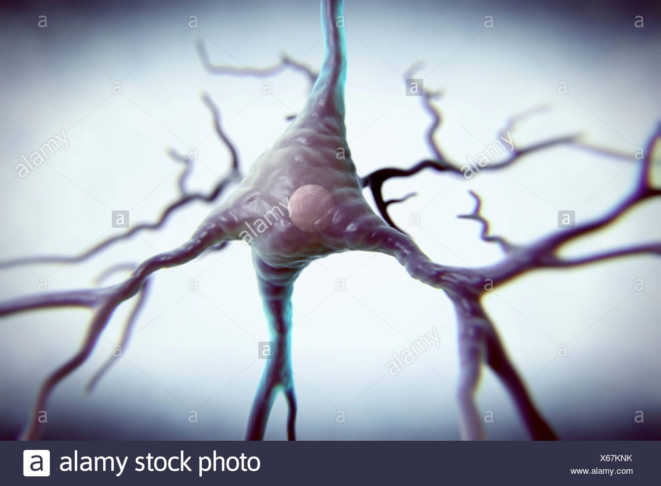 Type Of Neuron High Resolution Stock Photography and Images - Alamy