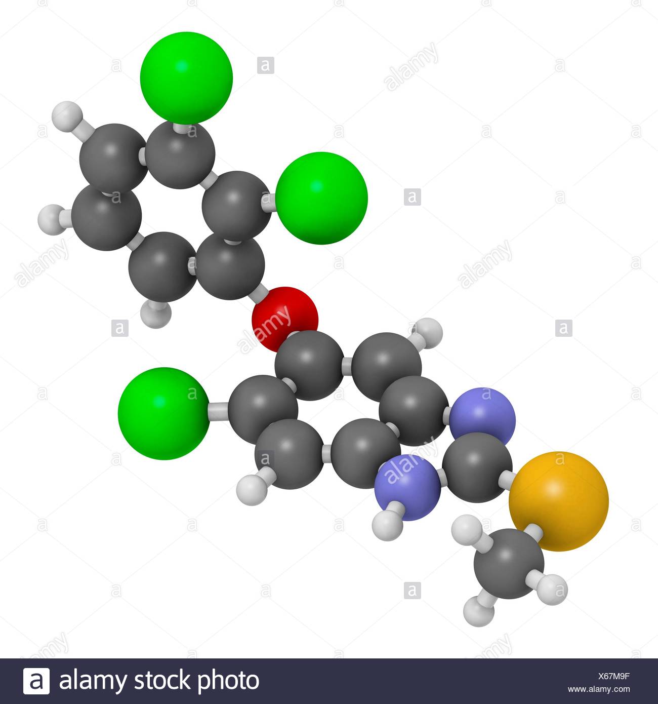 Fasciola Stock Photos & Fasciola Stock Images - Alamy