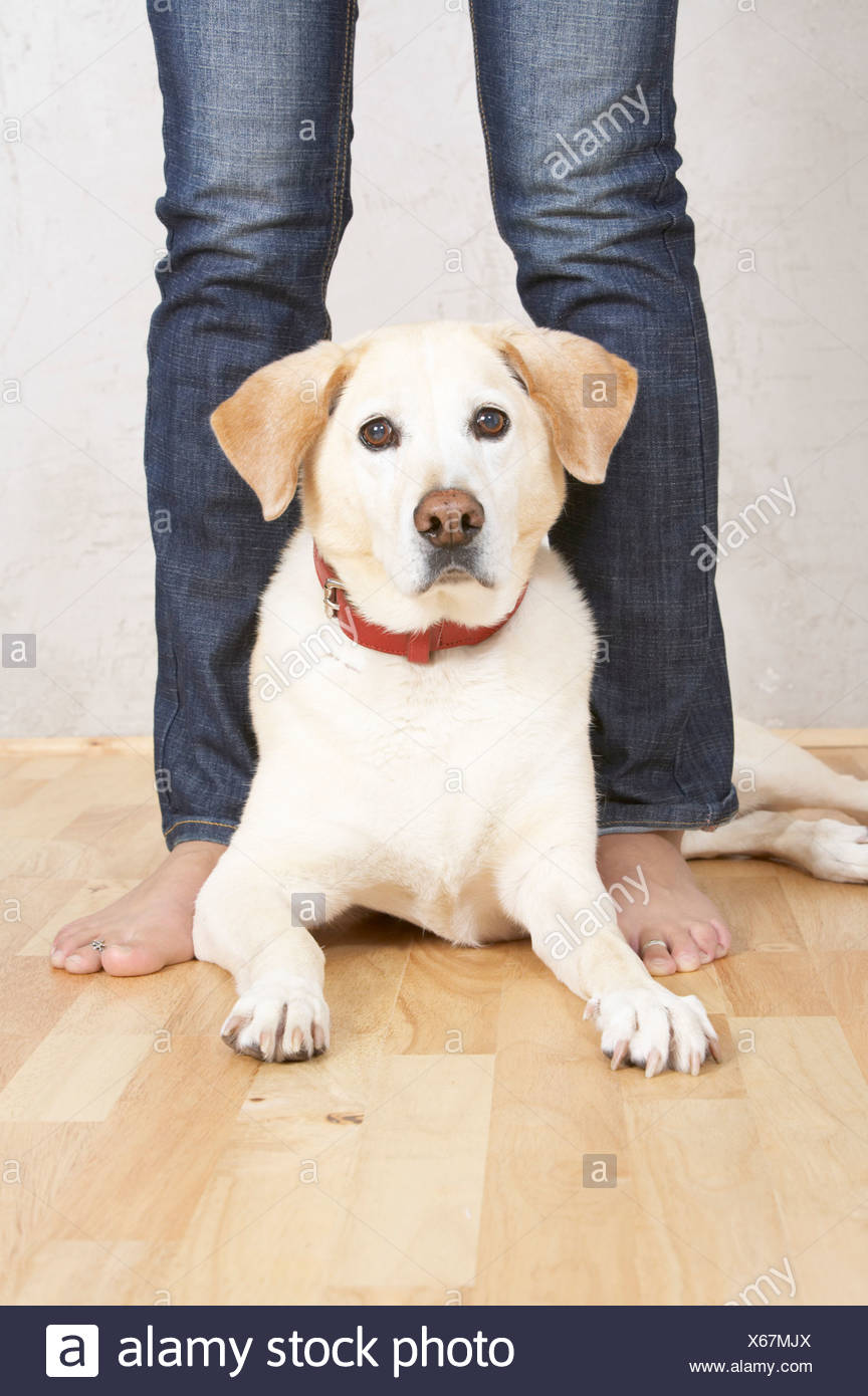Dog Between Legs Stock Photos & Dog Between Legs Stock Images - Alamy