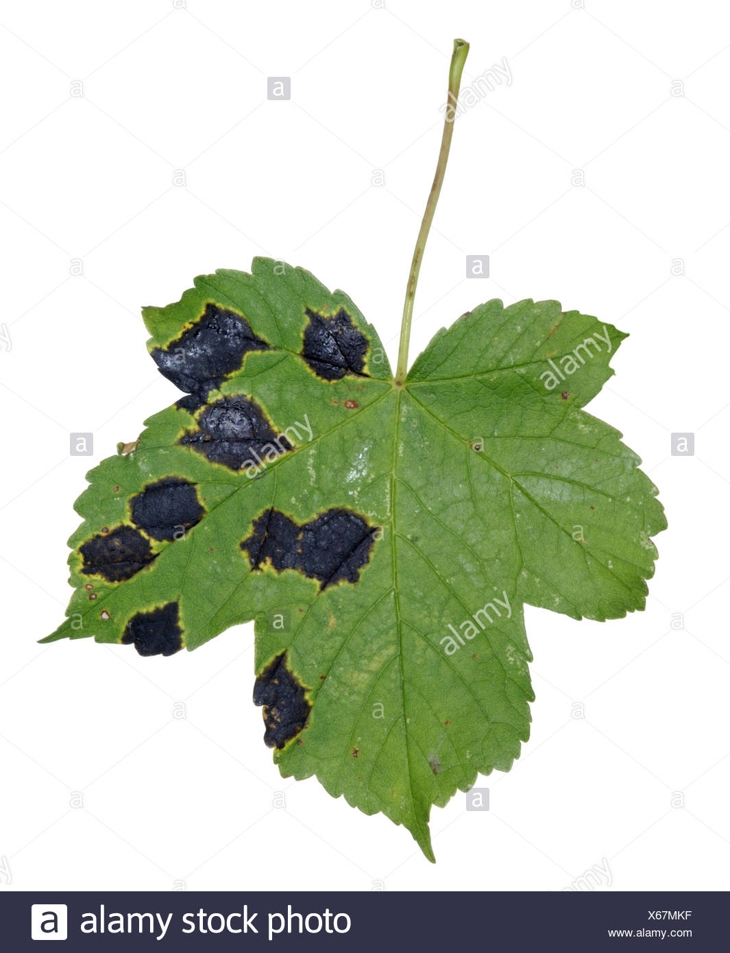 Sycamore Tar Spot Rhytisma Acerinum High Resolution Stock Photography ...