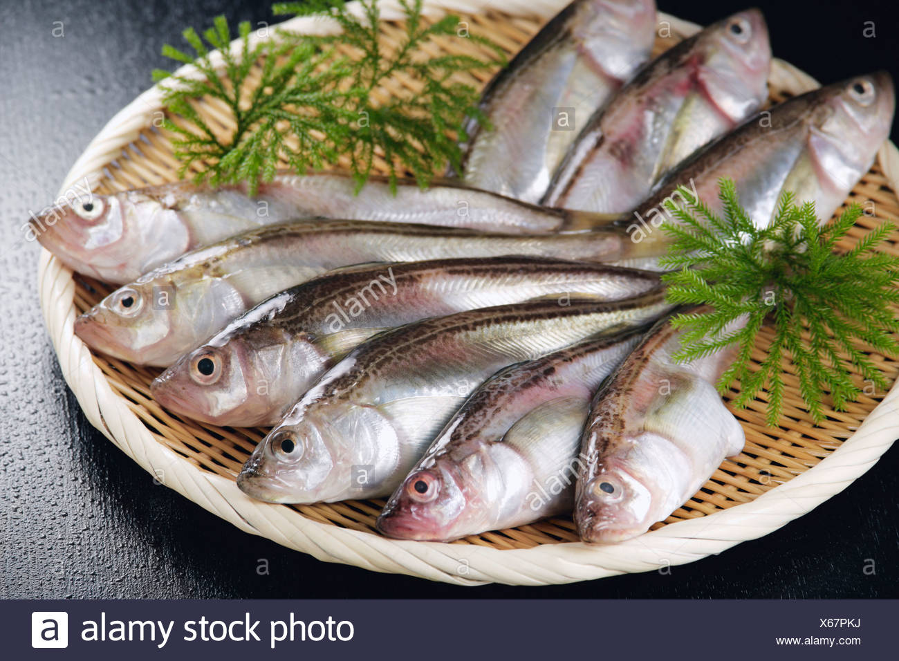 Sandfish High Resolution Stock Photography and Images - Alamy