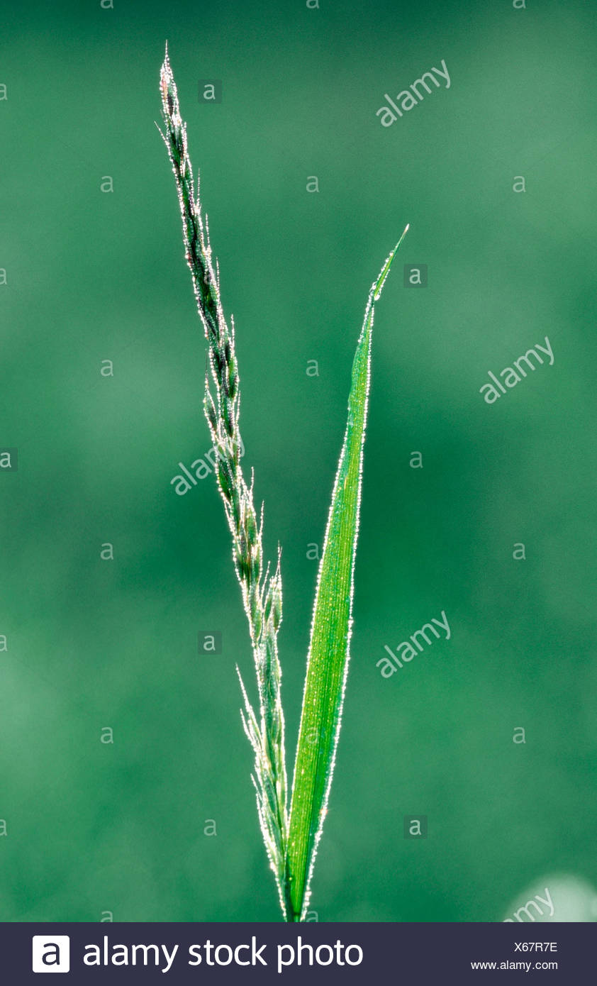 Quackgrass High Resolution Stock Photography and Images - Alamy