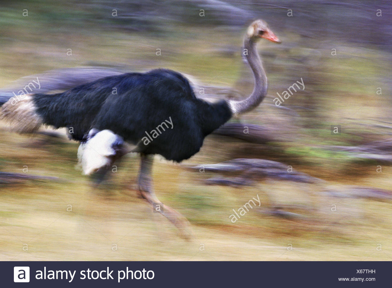 Running Ostrich High Resolution Stock Photography and Images - Alamy