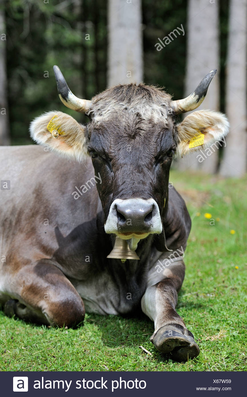 Tyrol Grey Cattle High Resolution Stock Photography and Images - Alamy