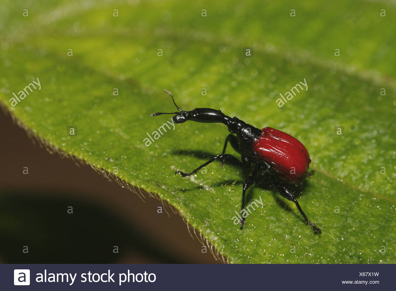 Madagascan Beetle Nature High Resolution Stock Photography and Images ...