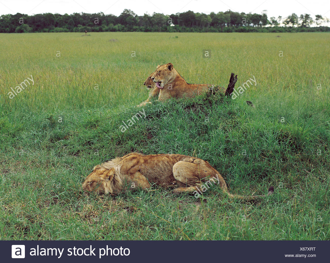 Injured Lion High Resolution Stock Photography and Images - Alamy
