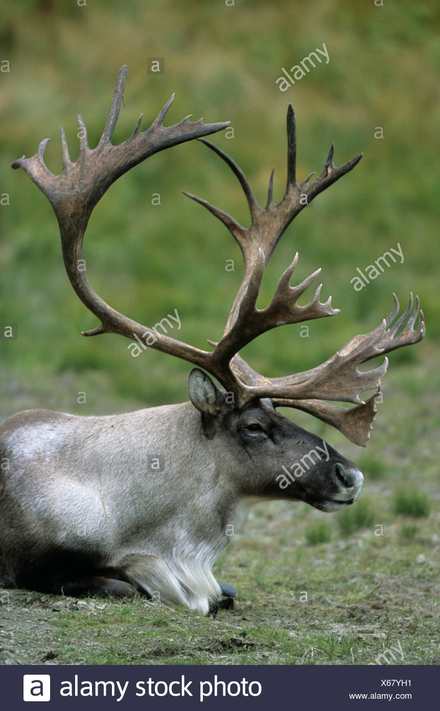 Rangifer Tarandus Granti Caribou High Resolution Stock Photography and ...
