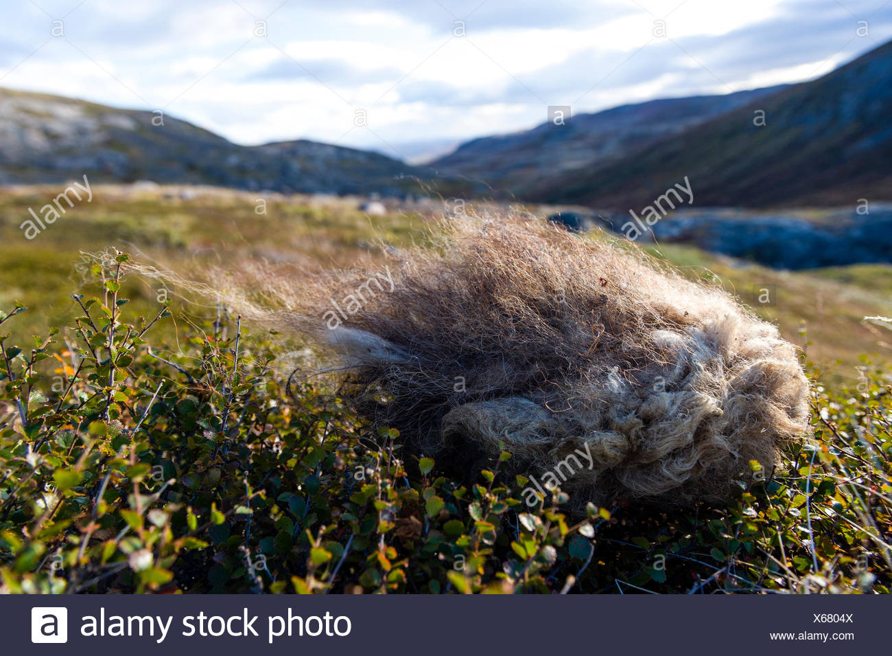 A Tuft High Resolution Stock Photography and Images - Alamy