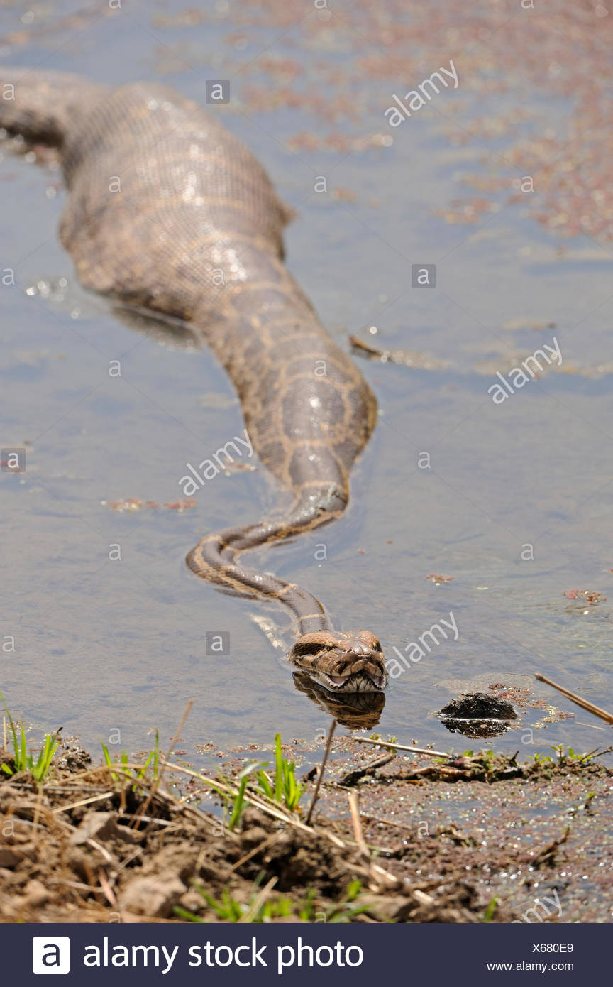 Full Bellies High Resolution Stock Photography and Images - Alamy