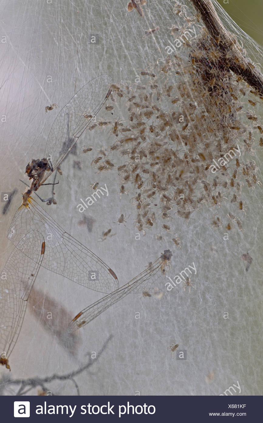 Raft Spider High Resolution Stock Photography and Images - Alamy