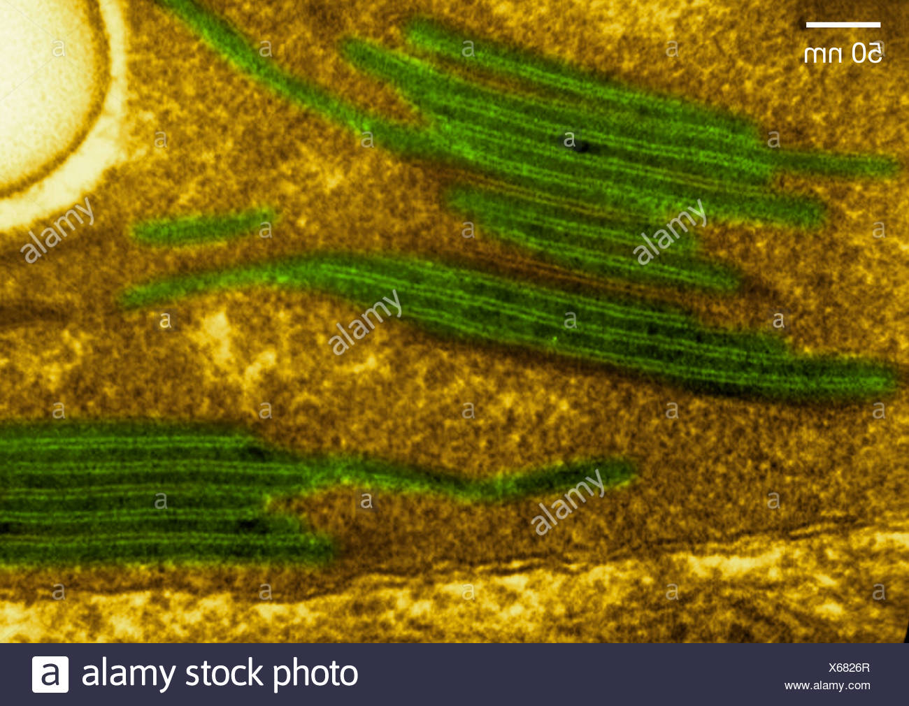 Micrograph Chloroplast High Resolution Stock Photography and Images - Alamy