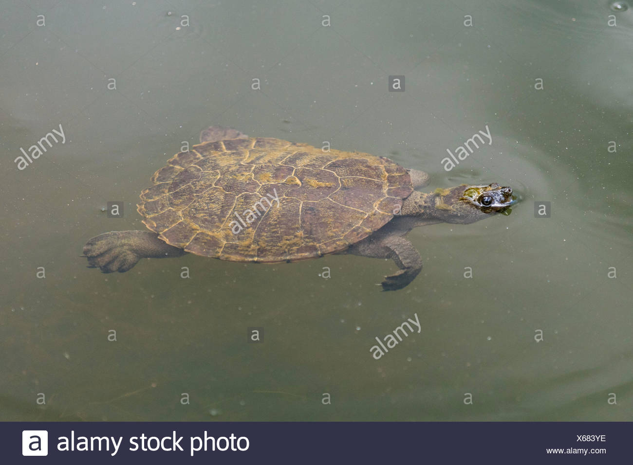 Swim The Lakes High Resolution Stock Photography and Images - Alamy