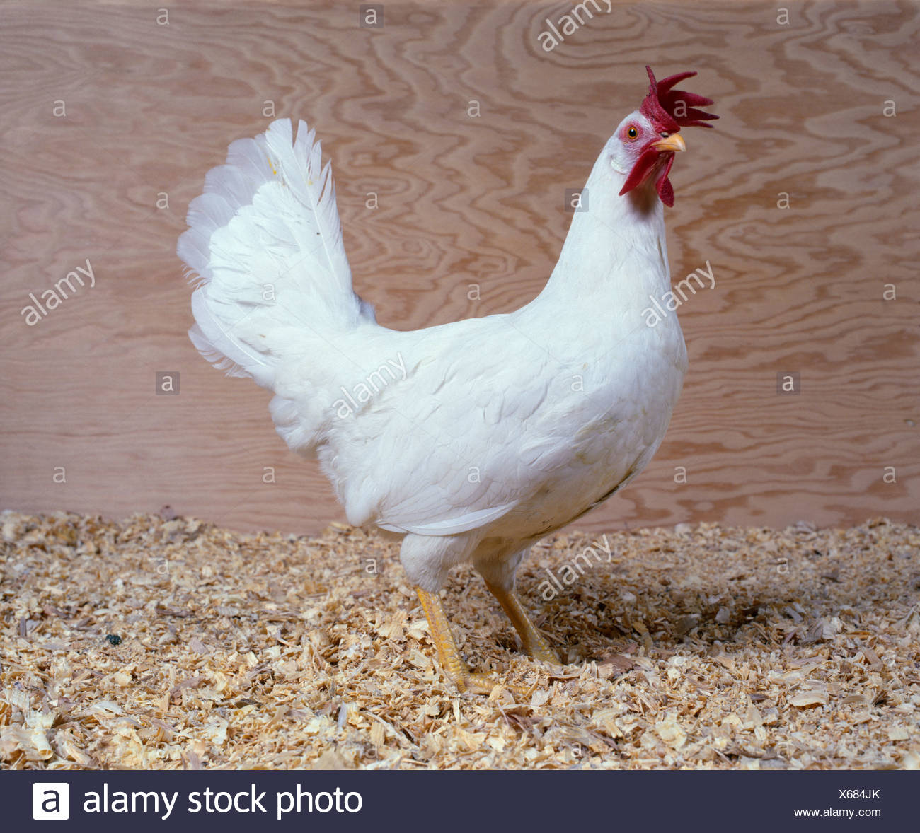 Leghorn Hen High Resolution Stock Photography and Images - Alamy