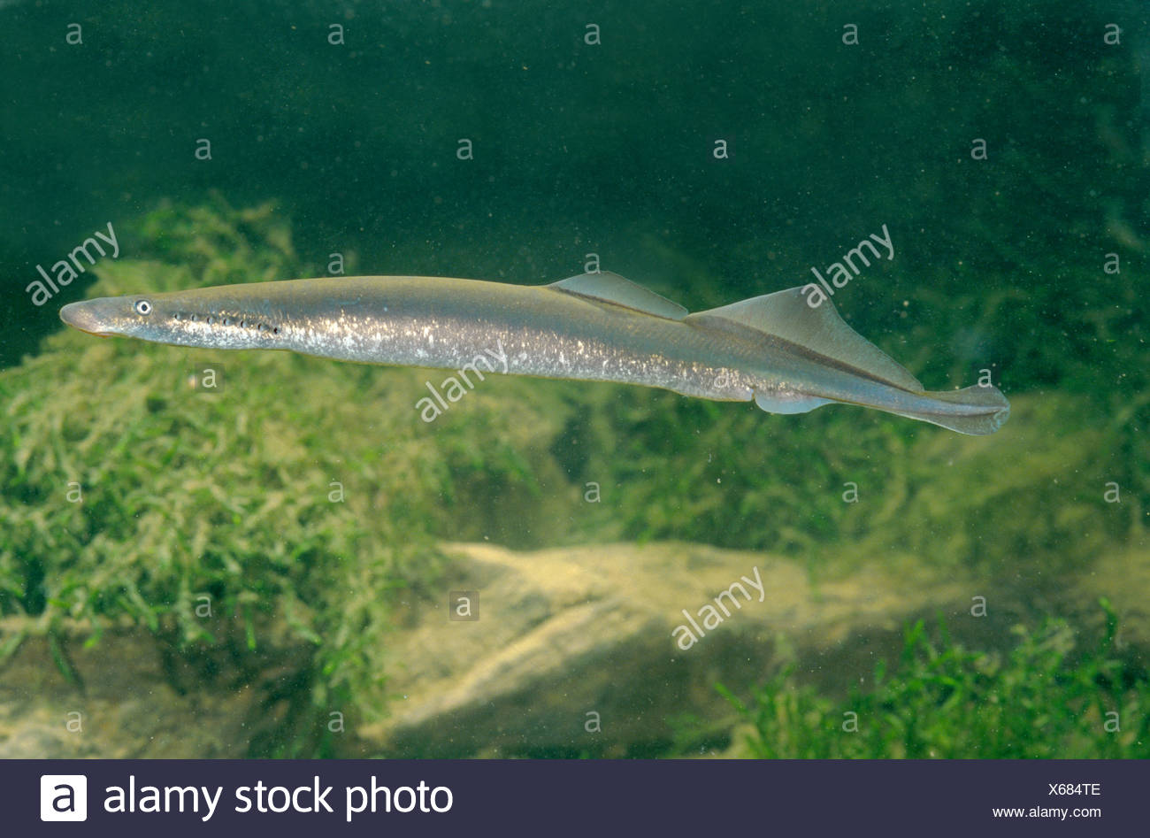Cyclostomes High Resolution Stock Photography and Images - Alamy