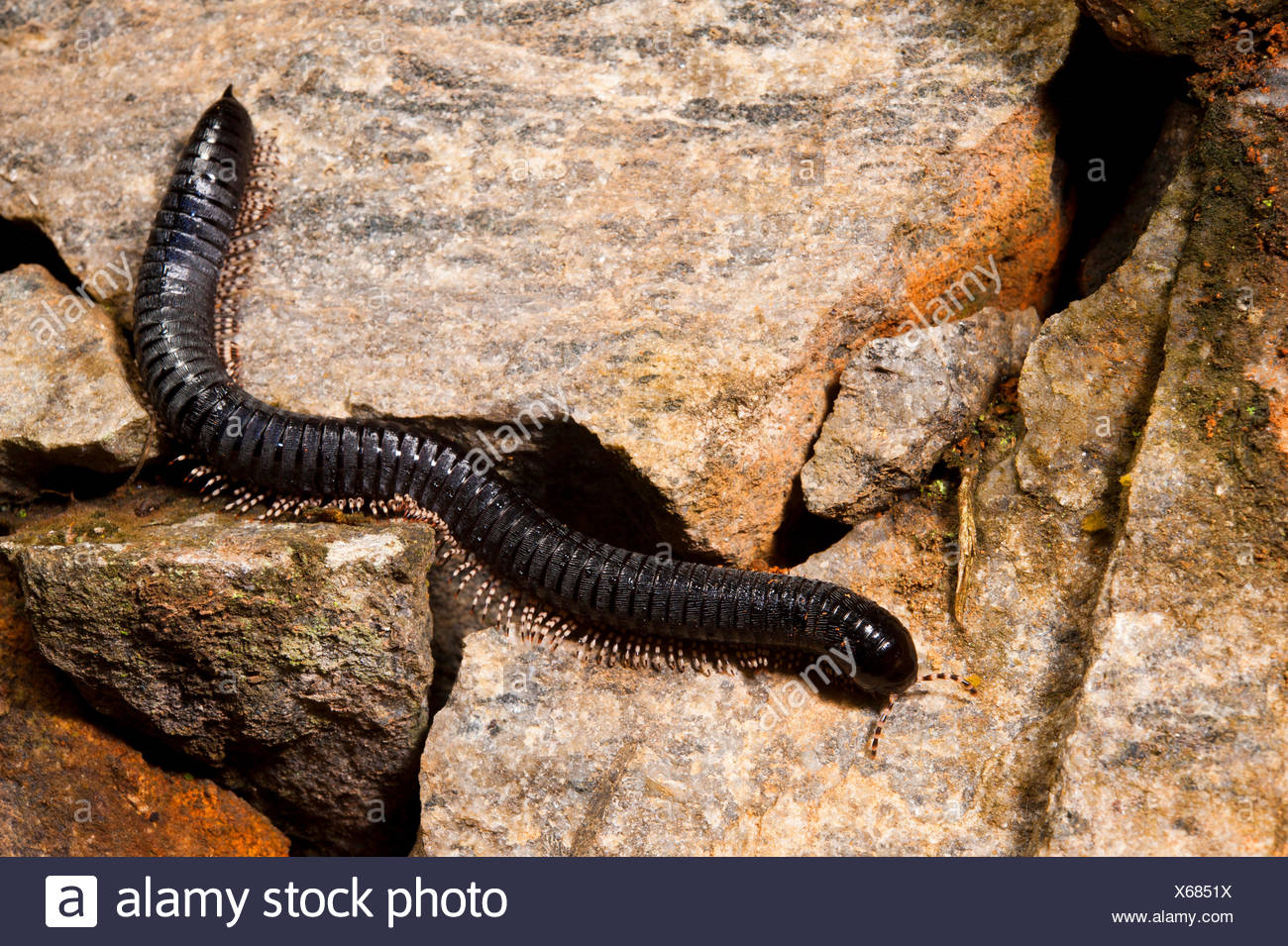 Thousand Leggers High Resolution Stock Photography and Images - Alamy