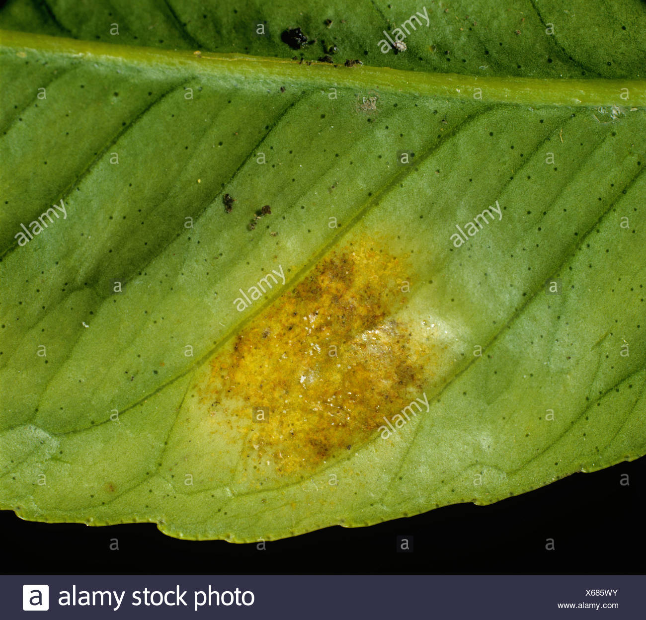 Citrus Damage High Resolution Stock Photography and Images - Alamy