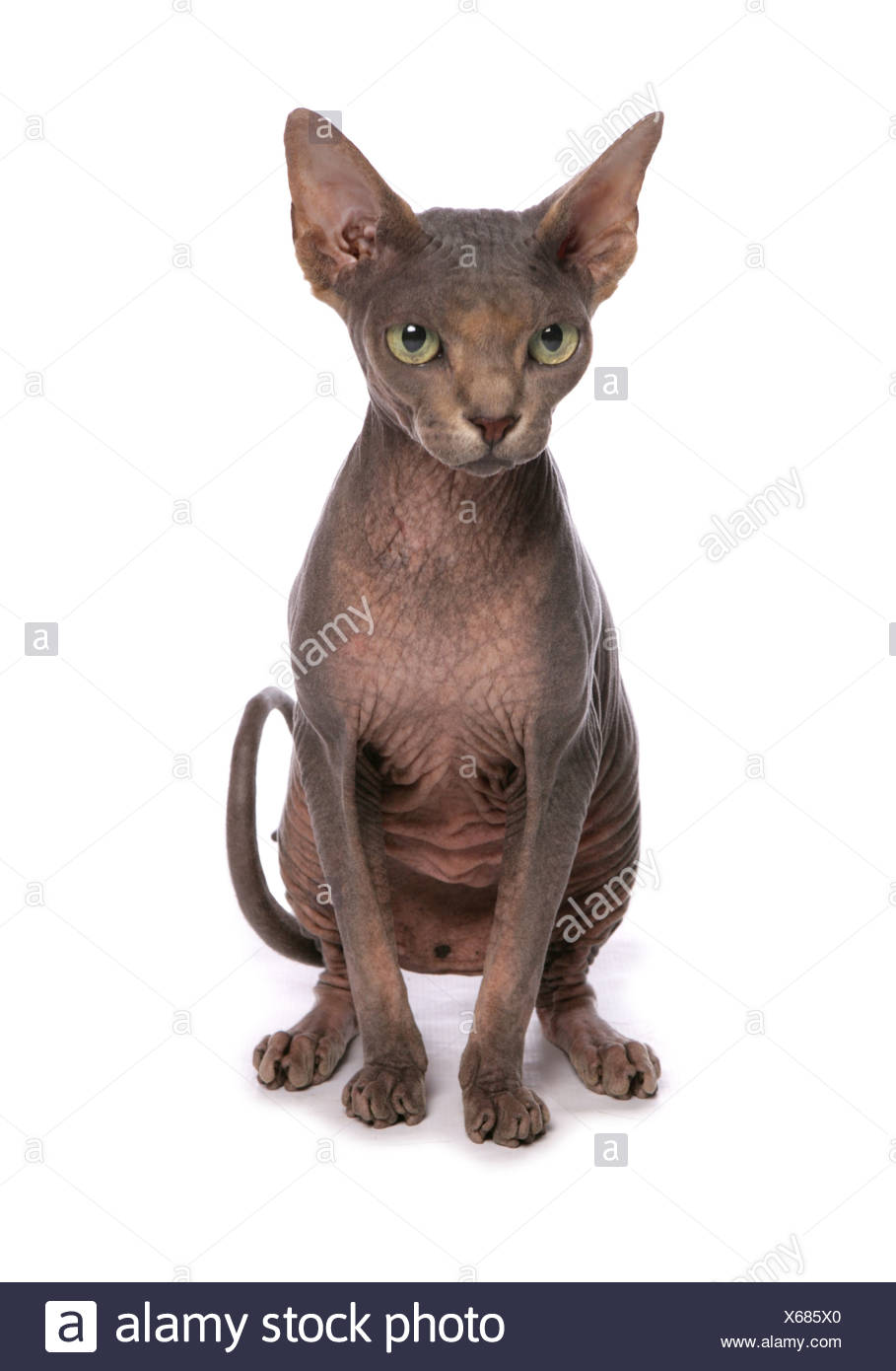 Female Sphinx Stock Photos & Female Sphinx Stock Images - Alamy