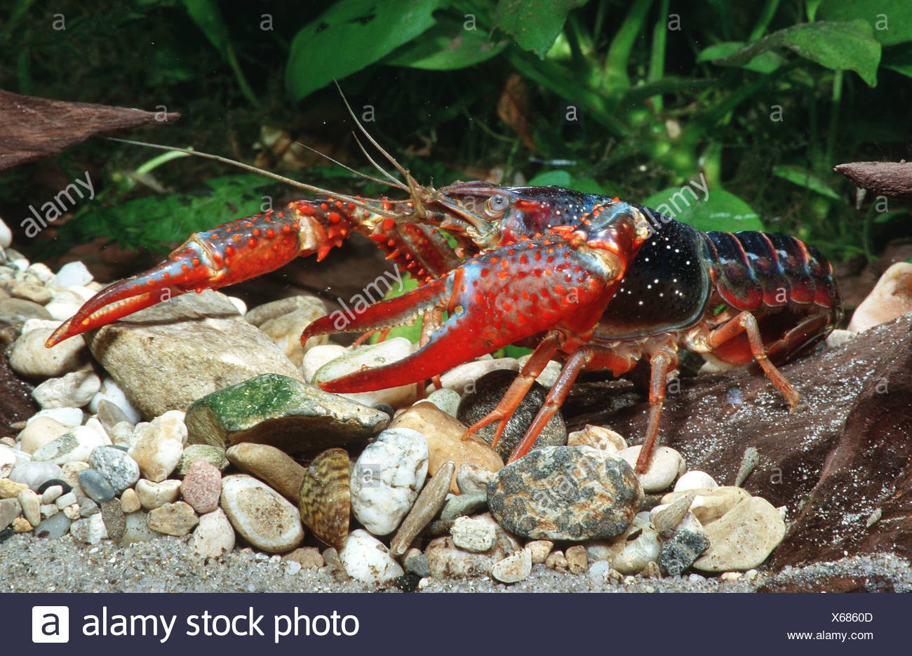 American Crayfish Procambarus Clarkii High Resolution Stock Photography ...