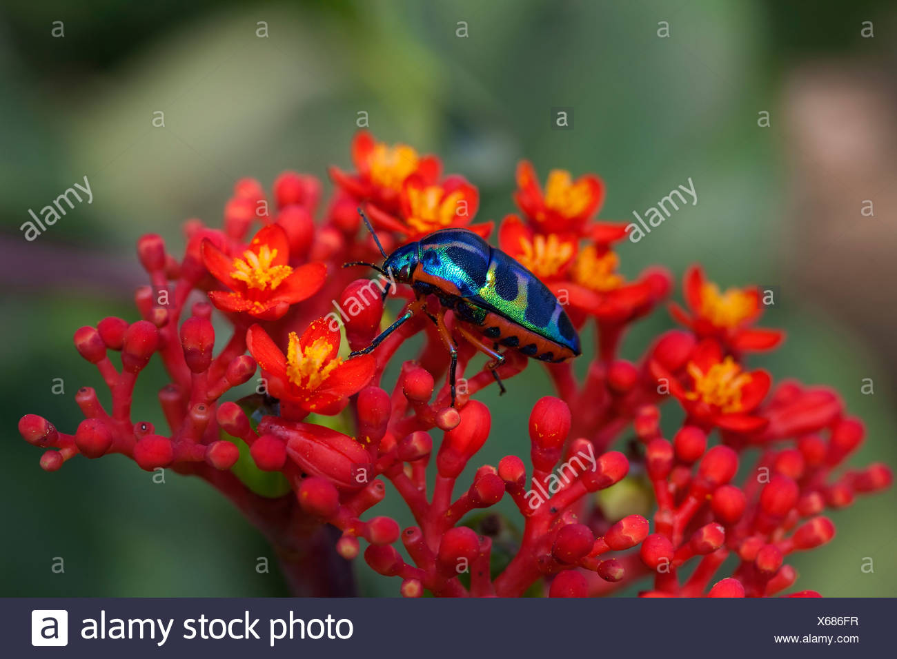 Uganda Insects High Resolution Stock Photography and Images - Alamy