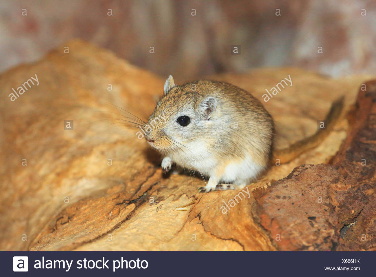 Jirds Stock Photos & Jirds Stock Images - Alamy