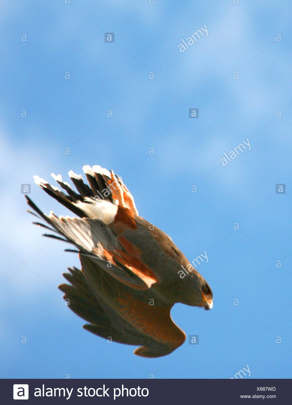 Diving Falcon High Resolution Stock Photography and Images - Alamy