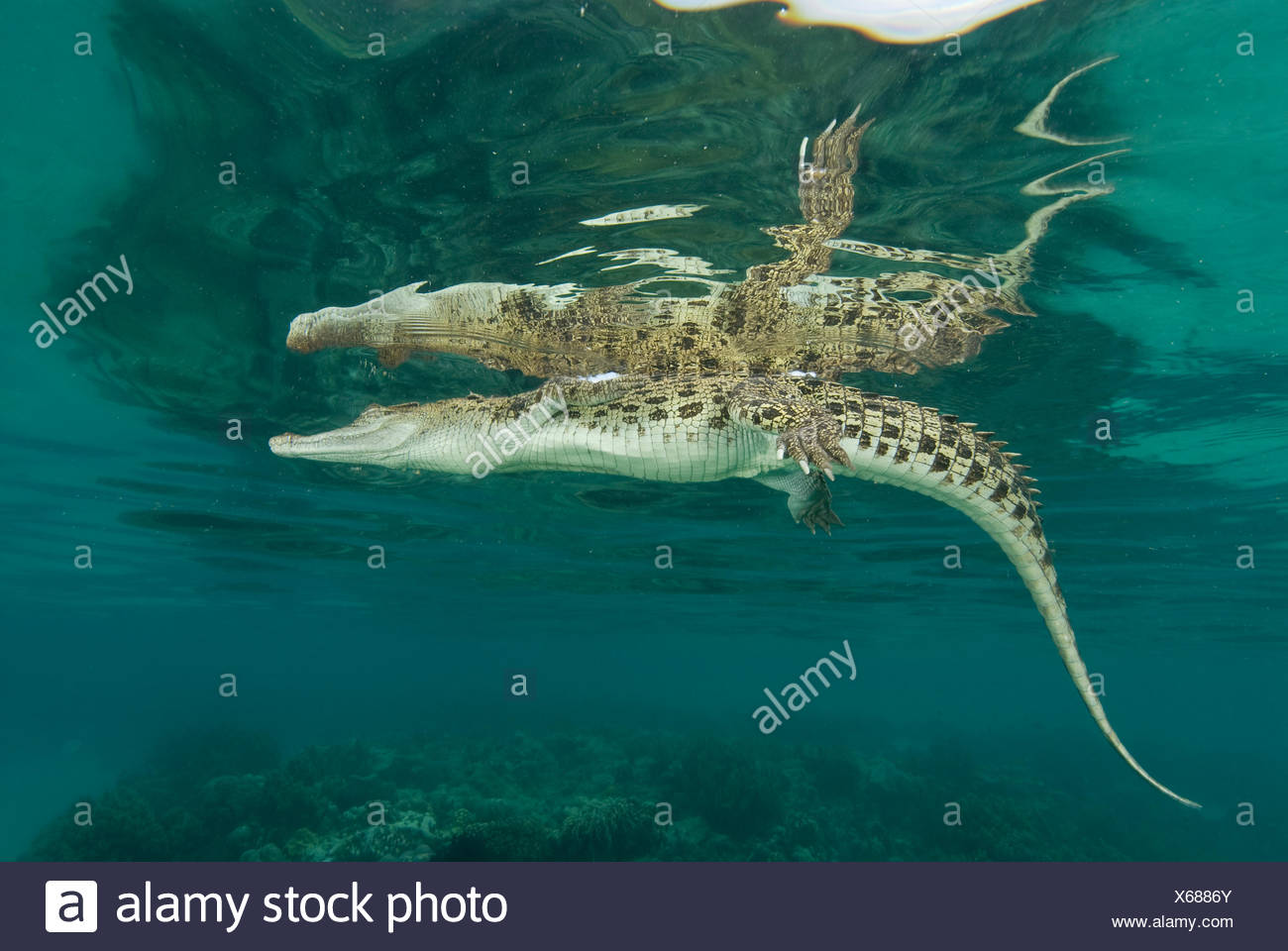 Saltwater Crocodile Swimming High Resolution Stock Photography and ...